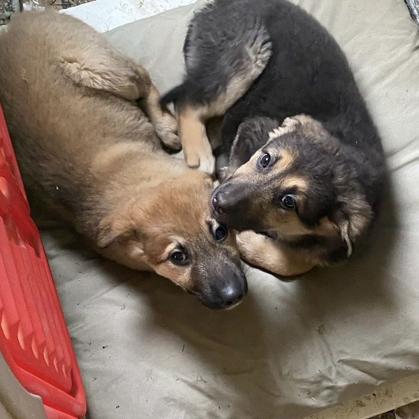 Немецкая овчарка, щенок