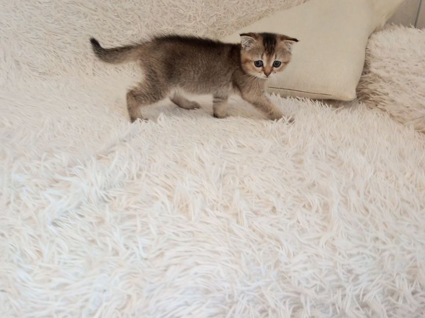 Шотландские вислоухие котята