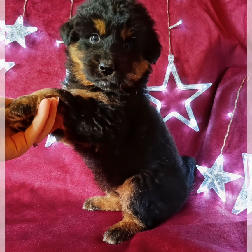 Банхар, щенок