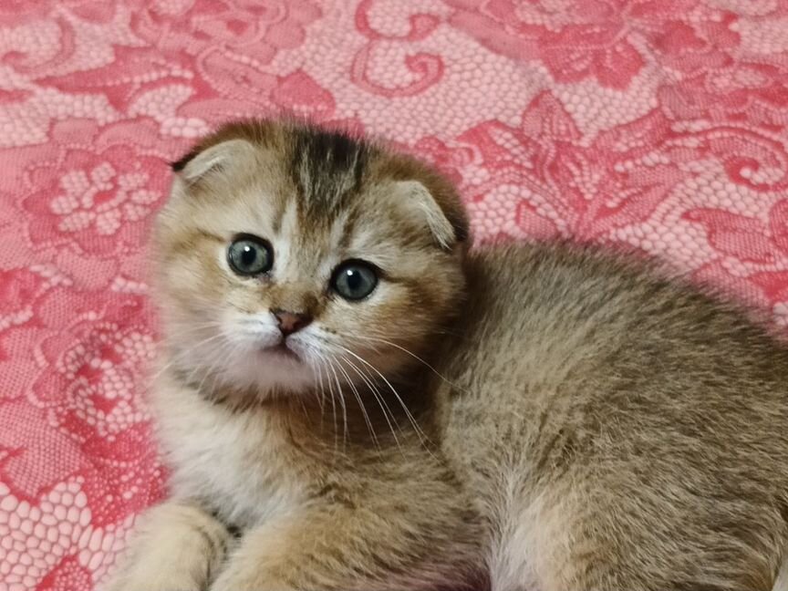 Шотландские котята