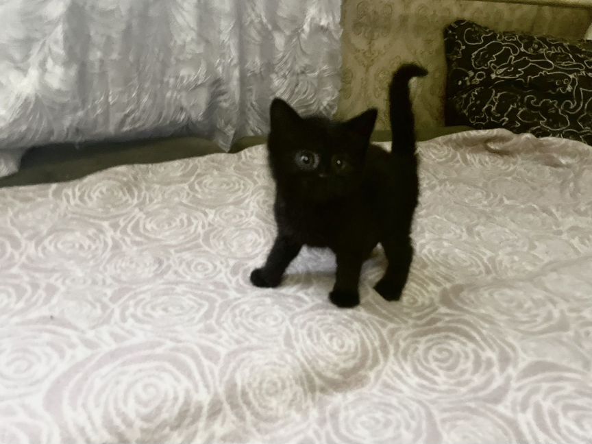 Милые котята