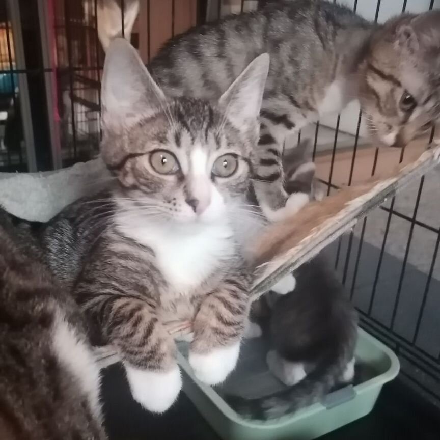 Котенок девочка 4 мес