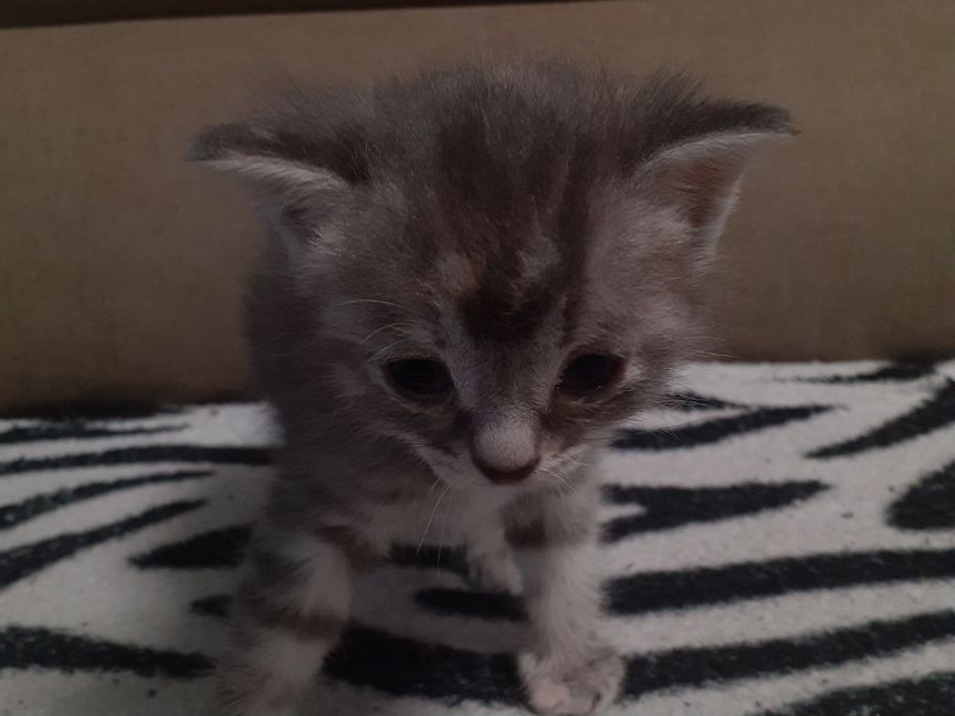 Шотландский котенок девочка