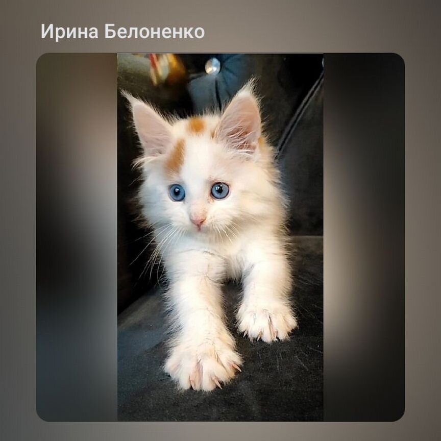 Котята Мейн Кун голубыми глазами