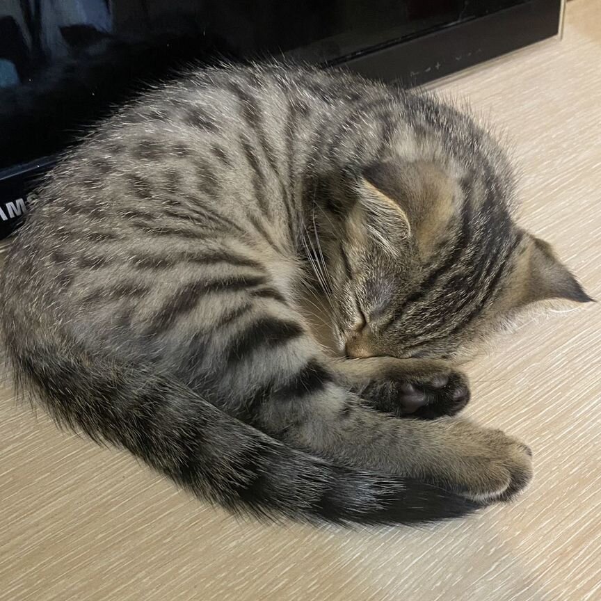 Британский короткошёрстный котёнок