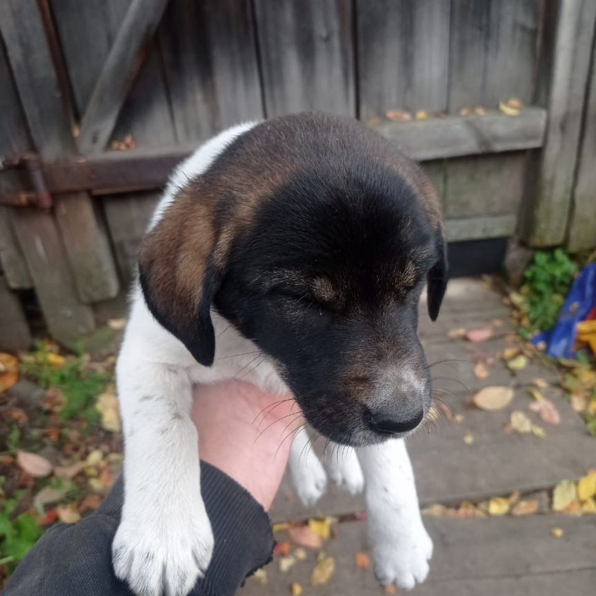 Щенки курцхара