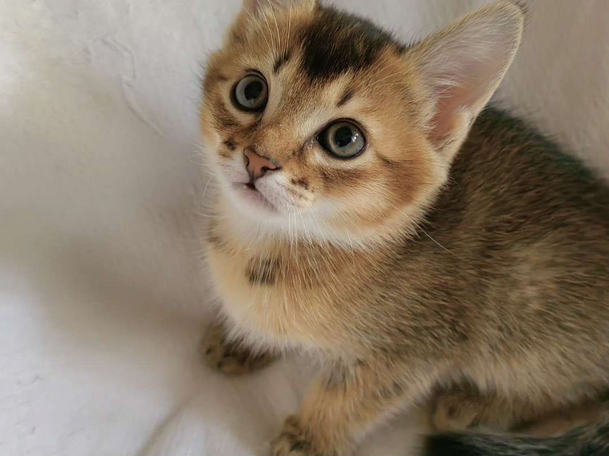 Абиссинские котята