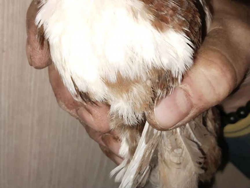 Перепел селадон