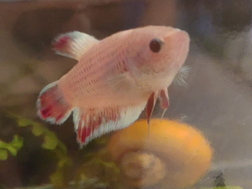 Аквариумная рыбка самка-петушка