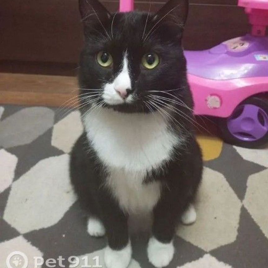 Взрослый кот в добрые руки