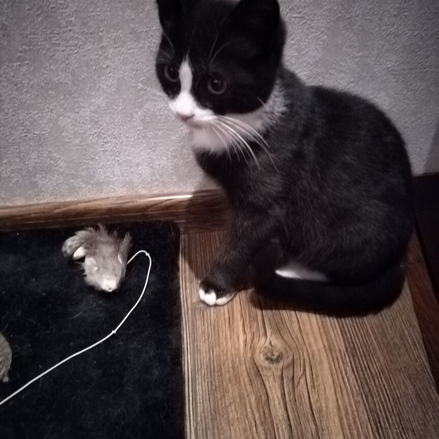 Отдам в добрые руки