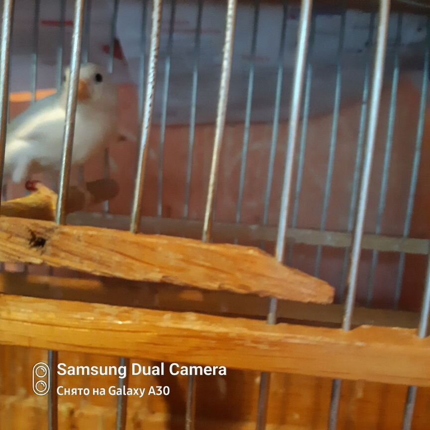 Канарейки 2024 г