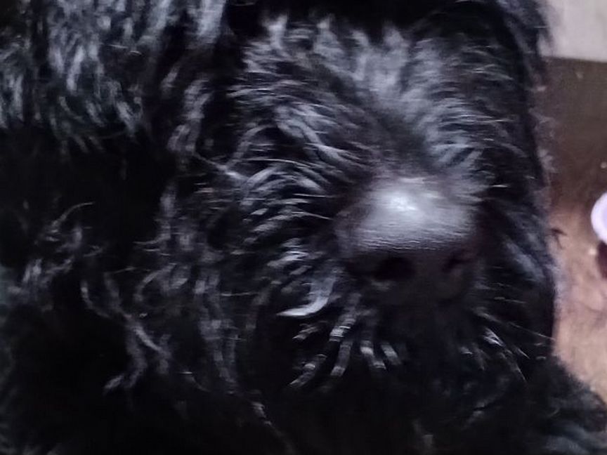 Русский черный терьер