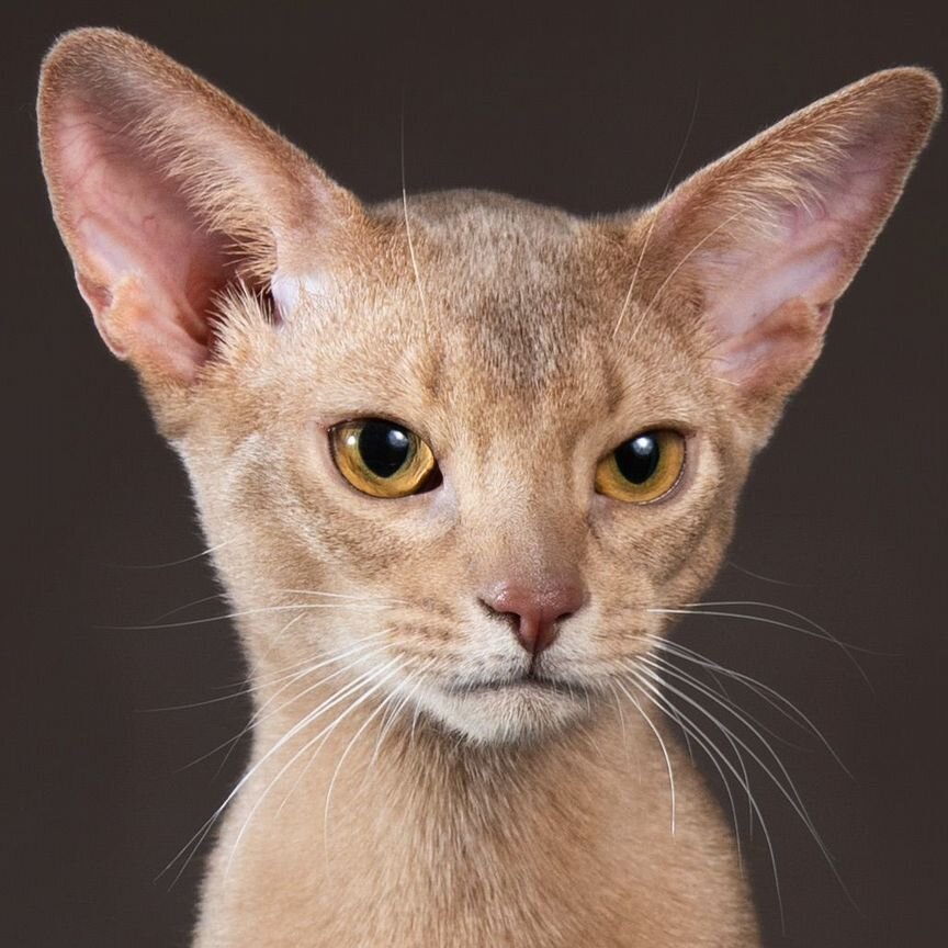Абисинский котенок