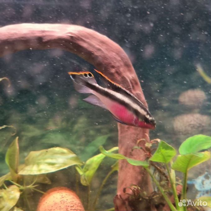 Пельвикахромис пульхера самцы