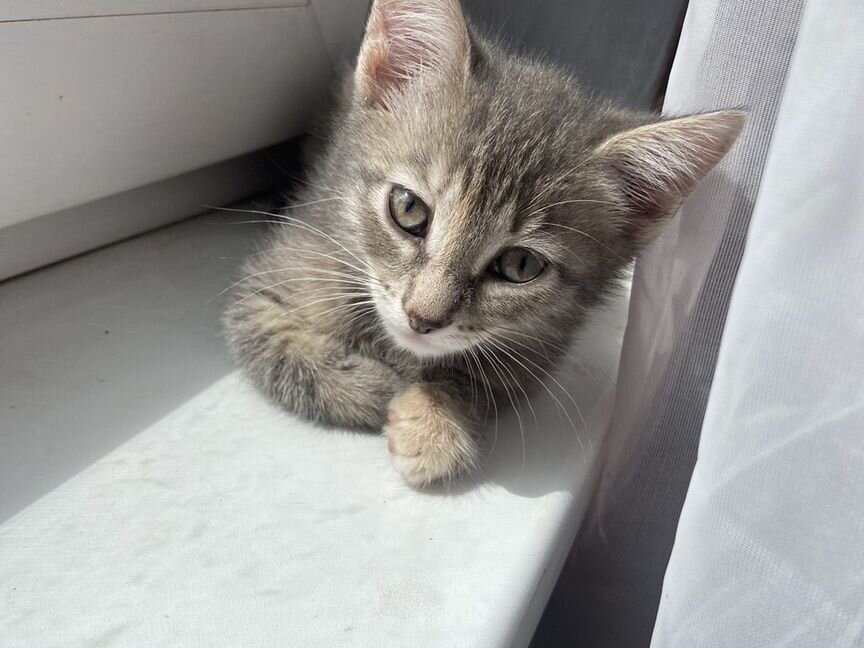 Котята отдам даром калуга