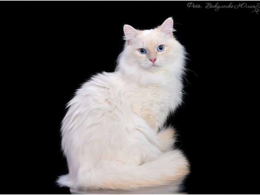 Невский маскарадный кот вязка
