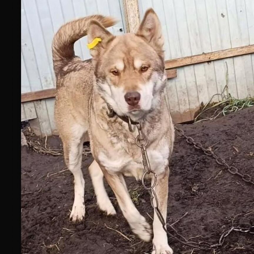 Красотка бывшедомашняя собака Чили