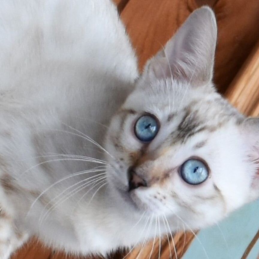 Снежная бенгальская кошка линкс