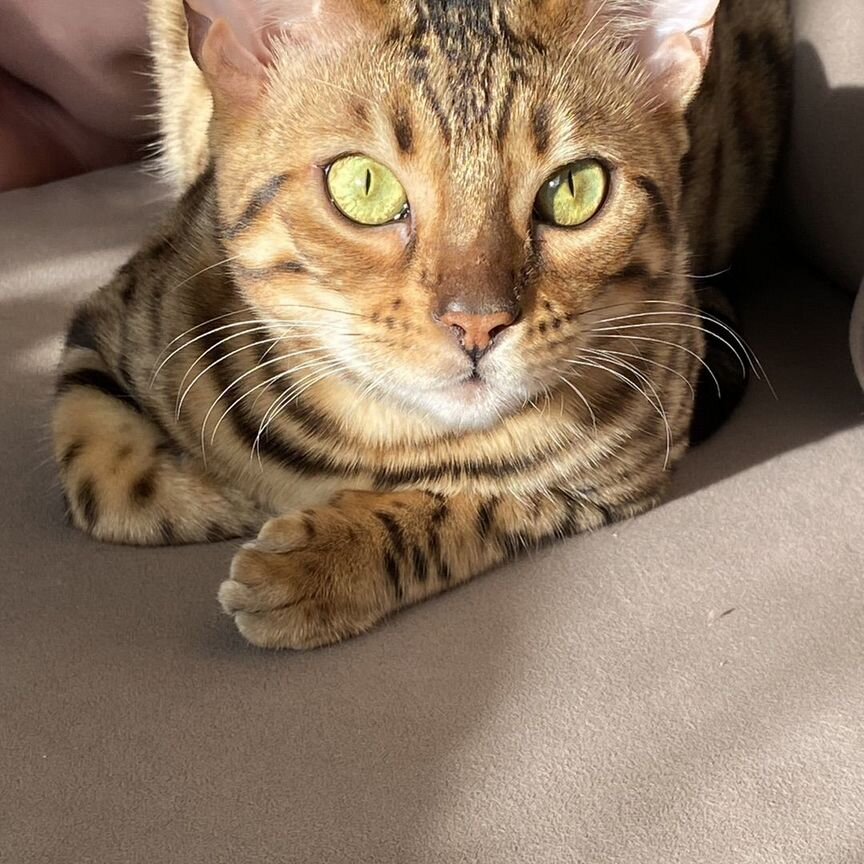 Бенгальская кошка