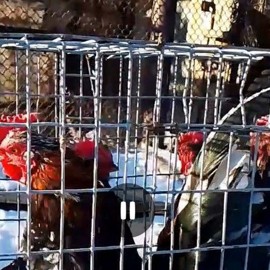 Курочки и. Петушки карлик бентамка