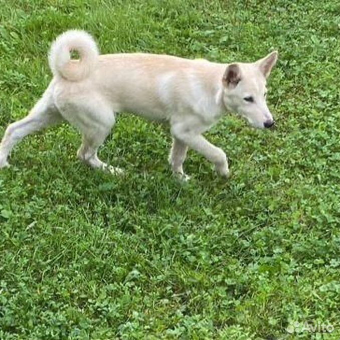 Щенок метис Басинджи 4 мес в дар