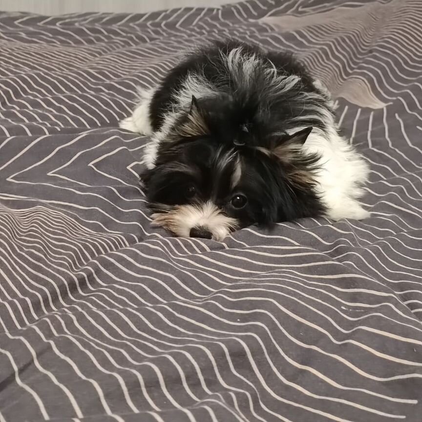 Щенки бивер