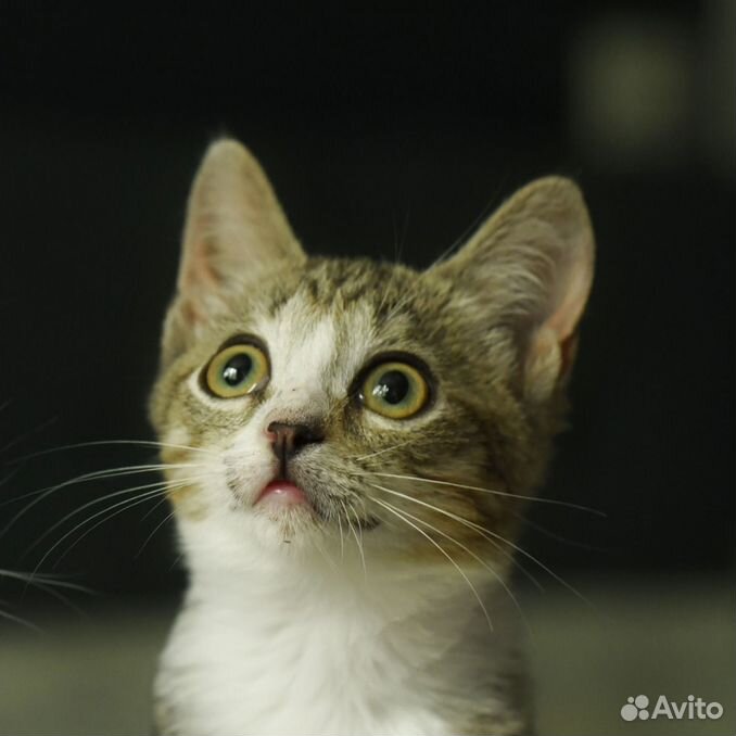 Котенок Луна ищет семью