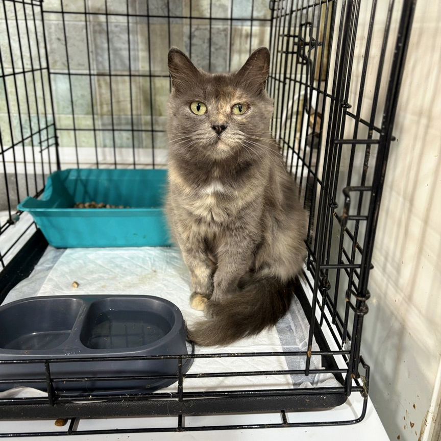 Кошечка Лаванда