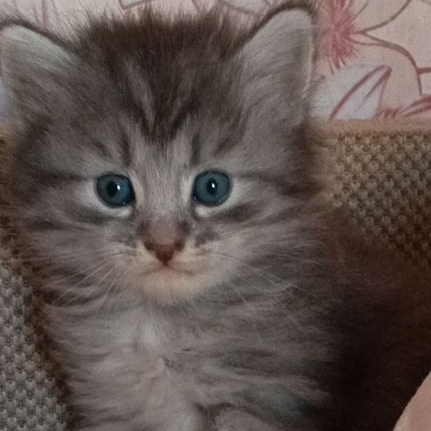 Котята в добрые руки приучены к лотку