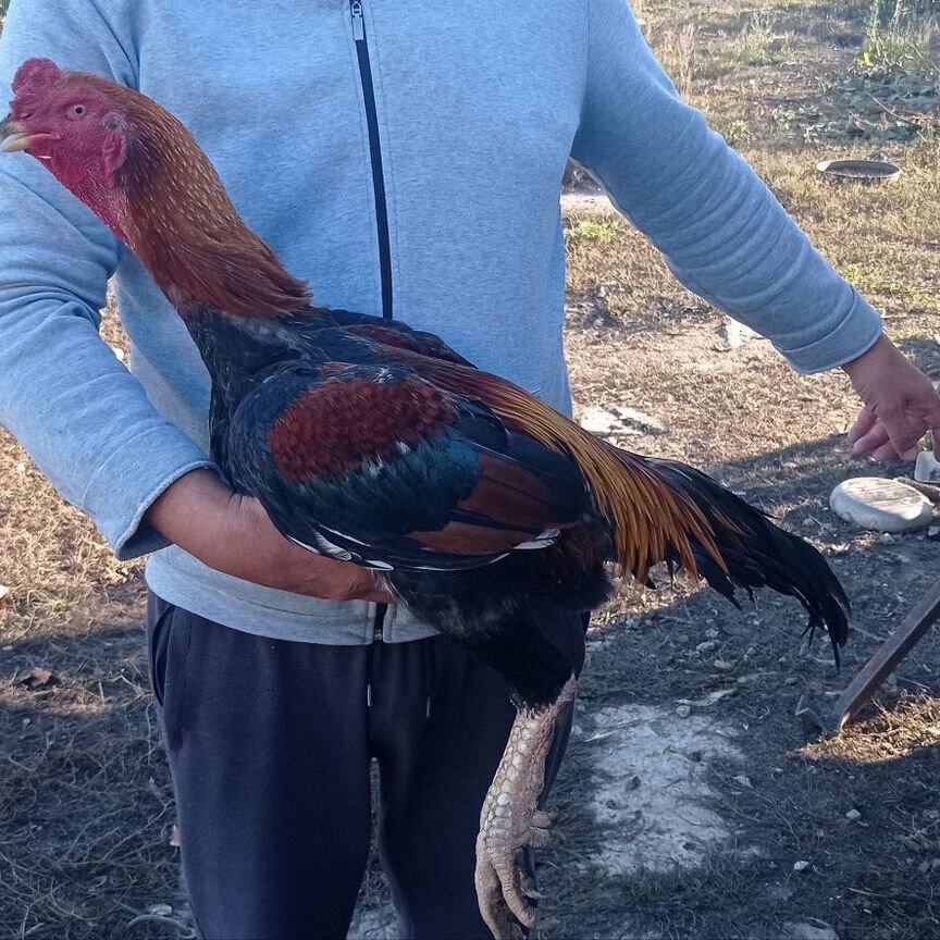 Петухи. Куры