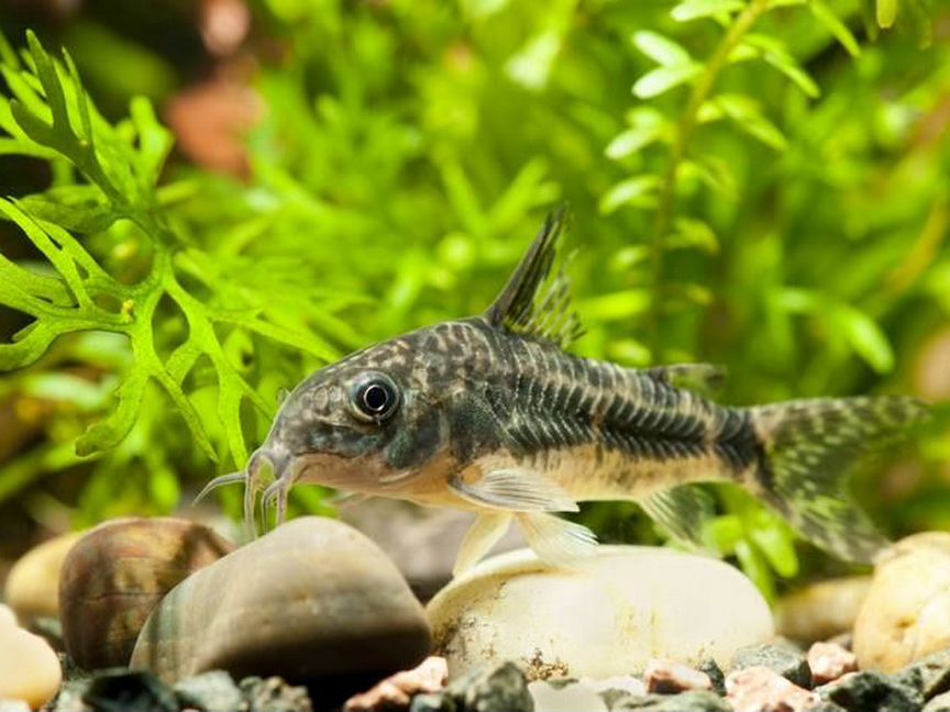 Стайка сомиков