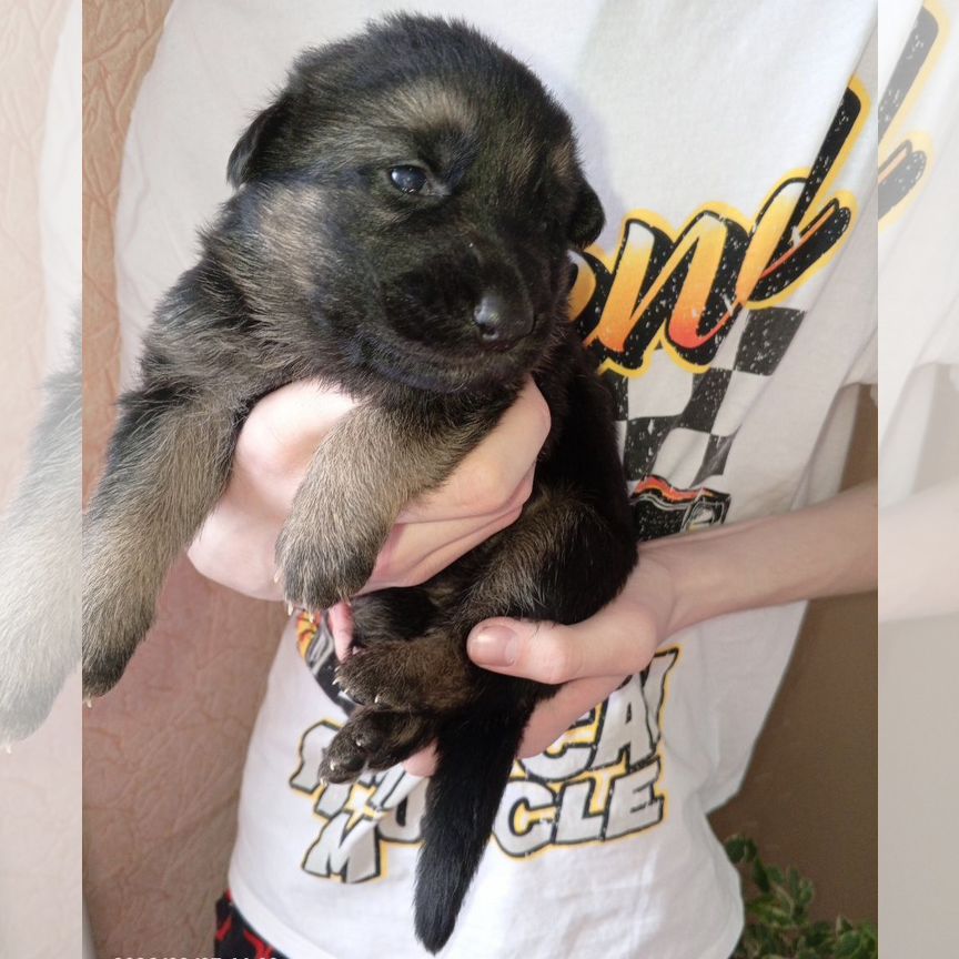 Немецкая овчарка, щенок