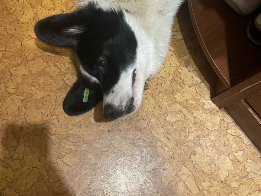 Собака в добрые руки