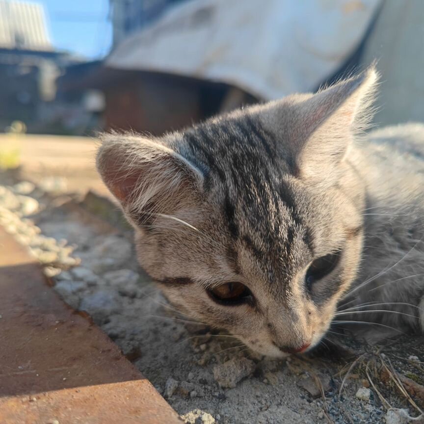 Котенок котенок котенок котенок котенок