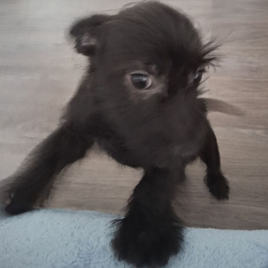 Русский той-терьер, щенок