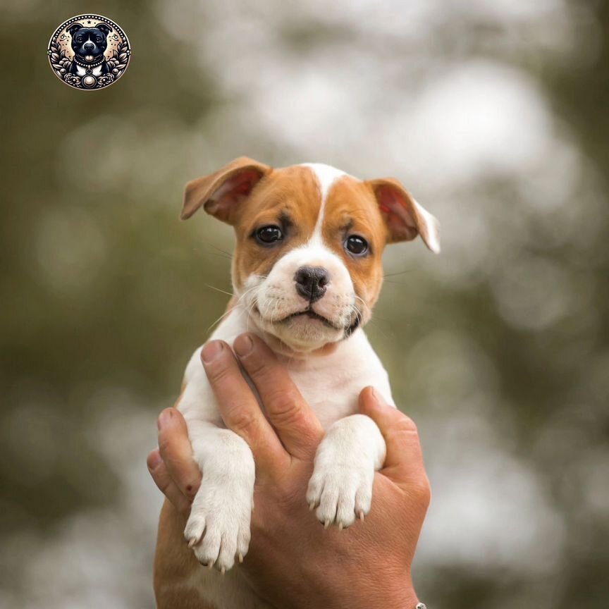 Нарядная девочка стаффи