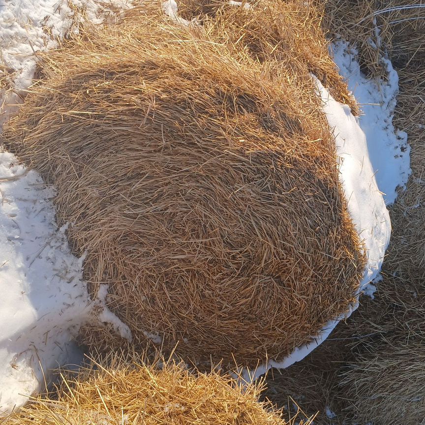 Салома ячмёная