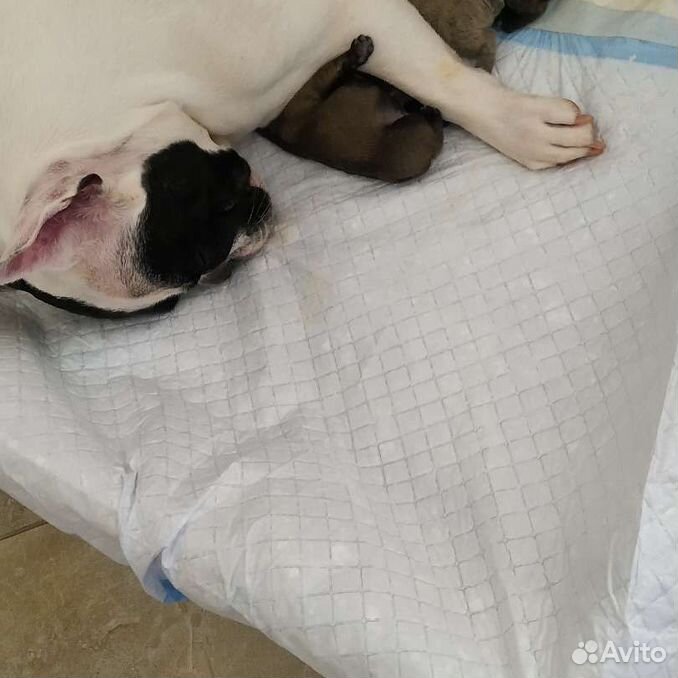 Продаются щенки французского будьдога