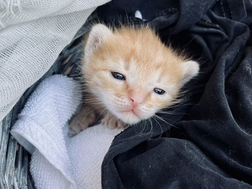 Котик Джокер 1 месяц