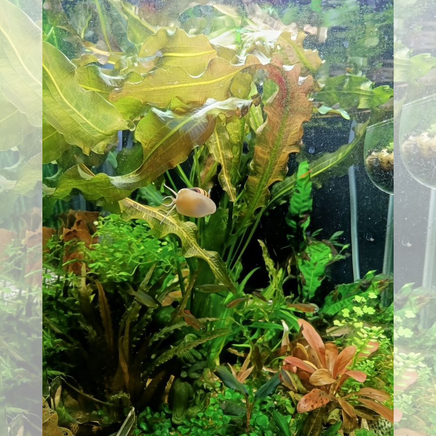 Апоногетон живородящий (волнистый)