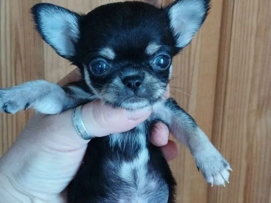 Щенки чихуахуа мини