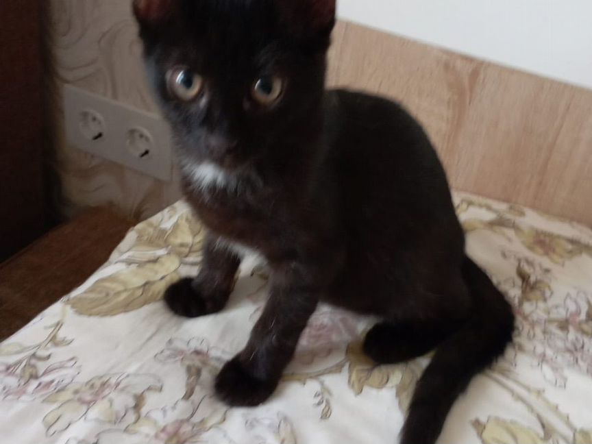 Черный котенок девочка в добрые руки ищет дом