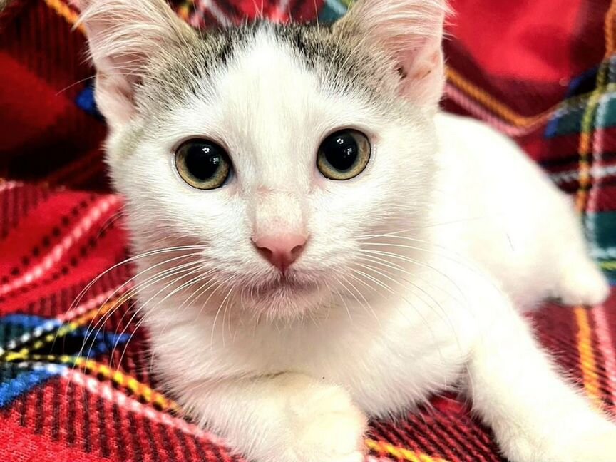 Крохотный котёнок в дар