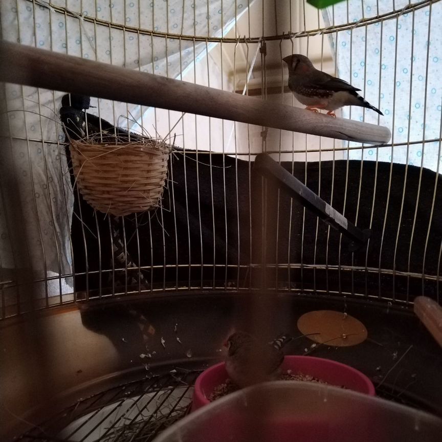 Птички Амадины девочка и мальчик