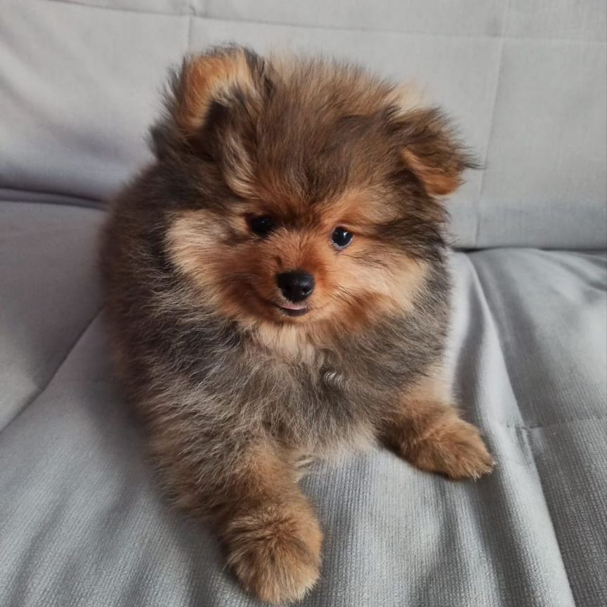 Щенки шпица