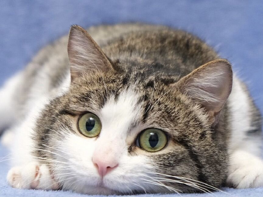Котик Стинг плюшевые щечки в семью