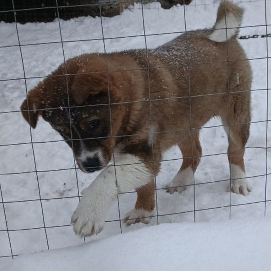 Щенок в добрые руки