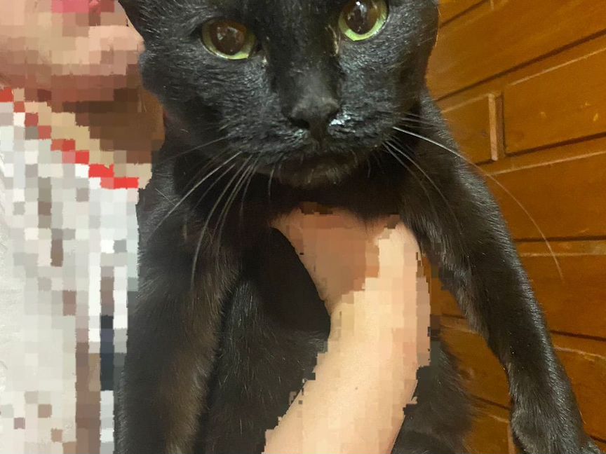 Отдам кота в добрые руки
