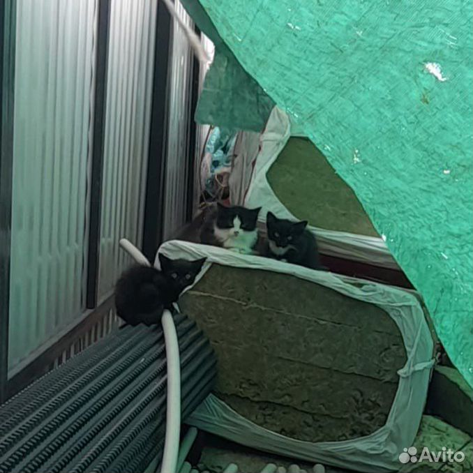 Котят давят машины на стройке